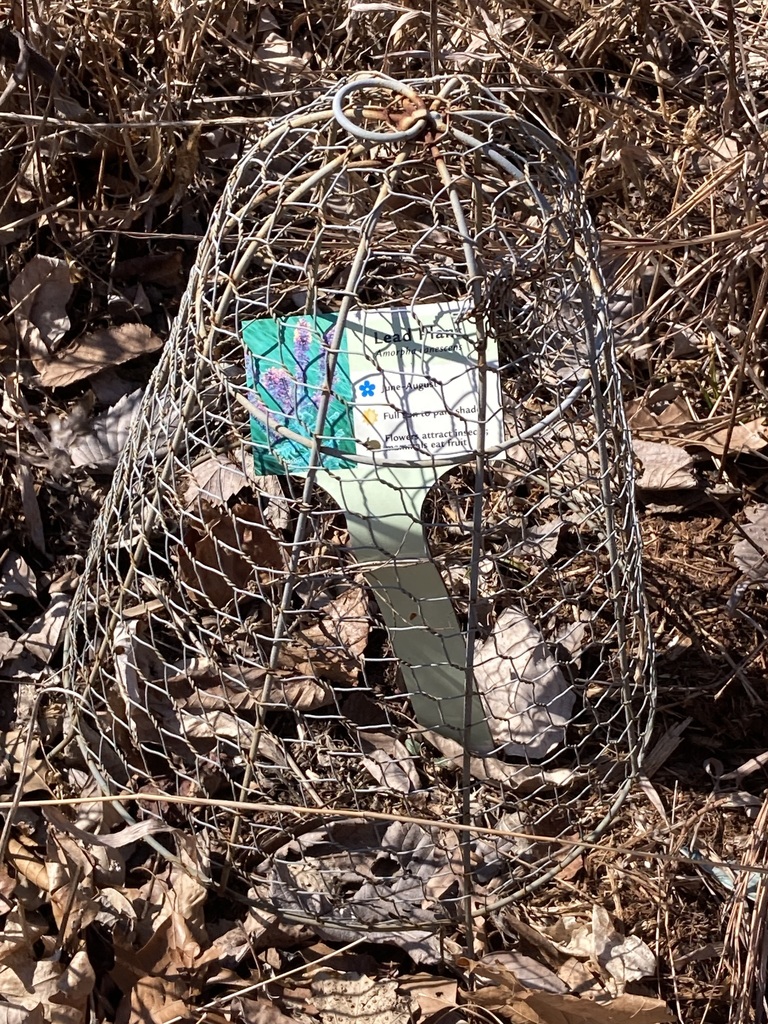 leadplant from Powder Valley Conservation Nature Center, 11715 Cragwold ...