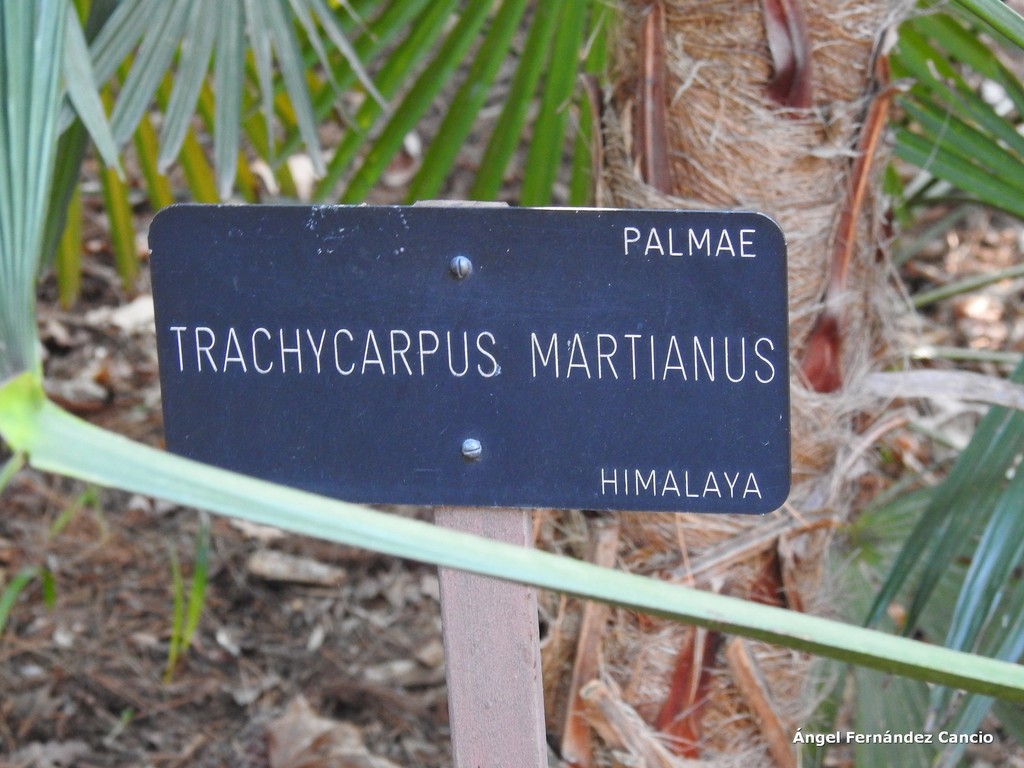 Khasia Hills Fan Palm (Trachycarpus martianus) - Botanical Realm