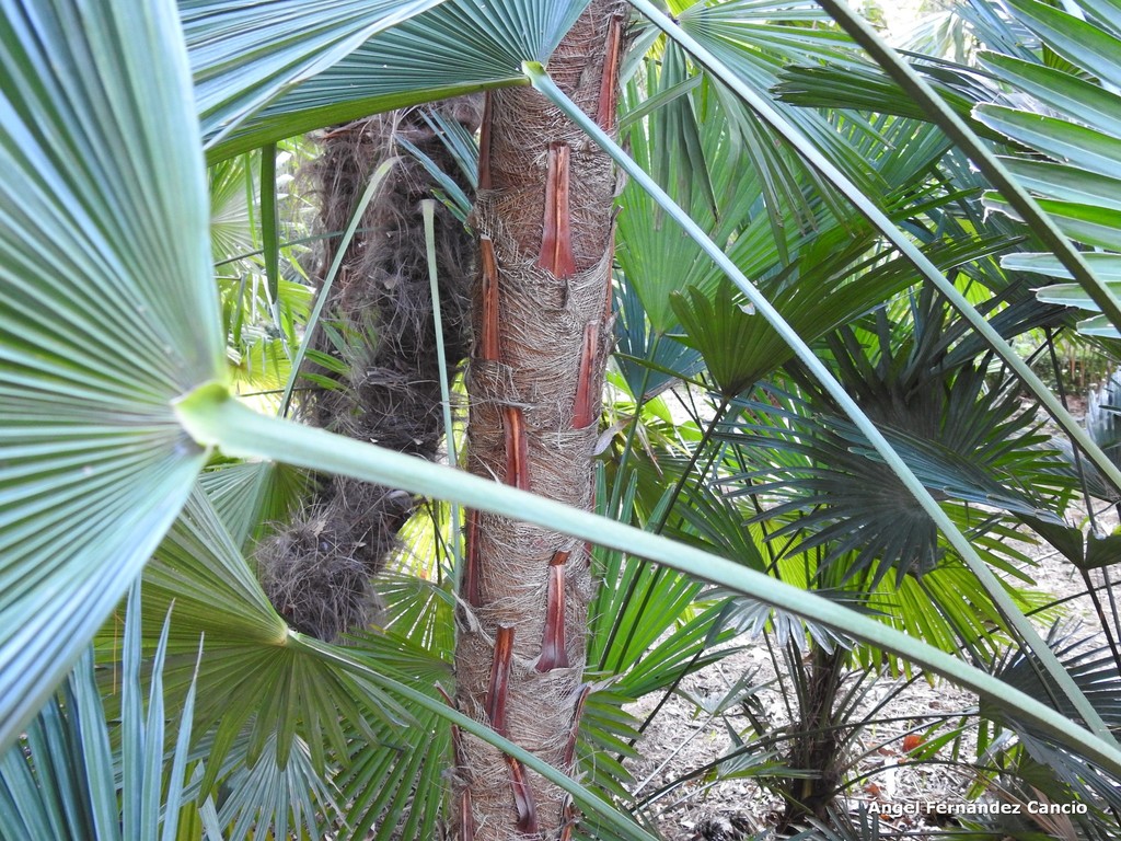 Khasia Hills Fan Palm (Trachycarpus martianus) - Botanical Realm