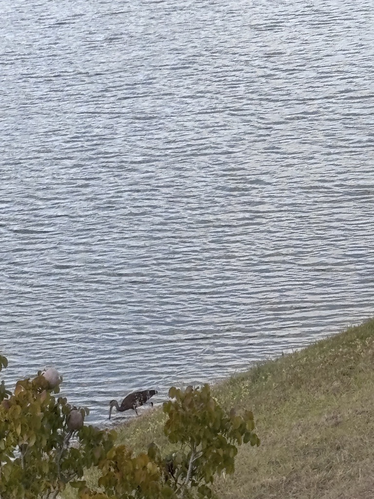 Limpkin from Courtland Ct, Westlake, FL, US on February 13, 2026 at 03: ...