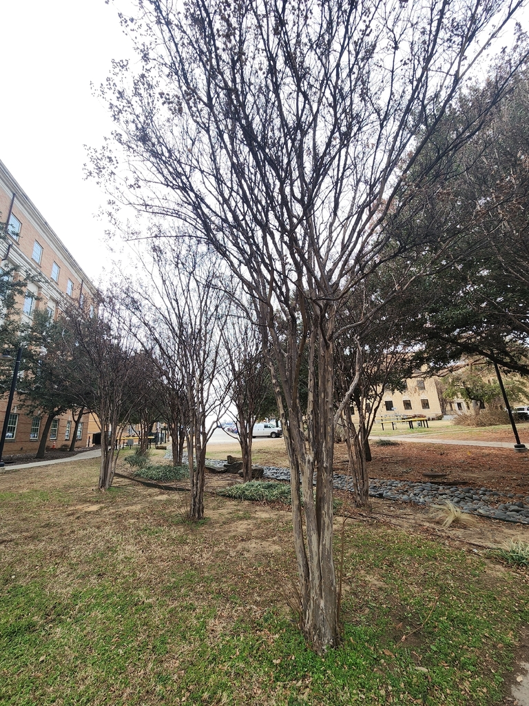 Crape-myrtle from Hurley Administration Building, Denton, TX 76205, USA ...