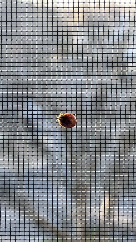 Red Asian Ladybug from Village Crossing Dr, Chapel Hill, NC, US on ...
