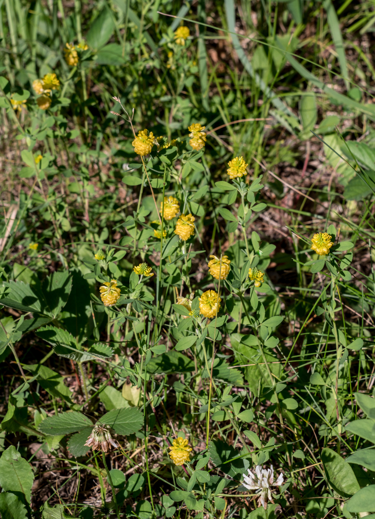 large hop clover (Trifolium aureum) - Botanical Realm