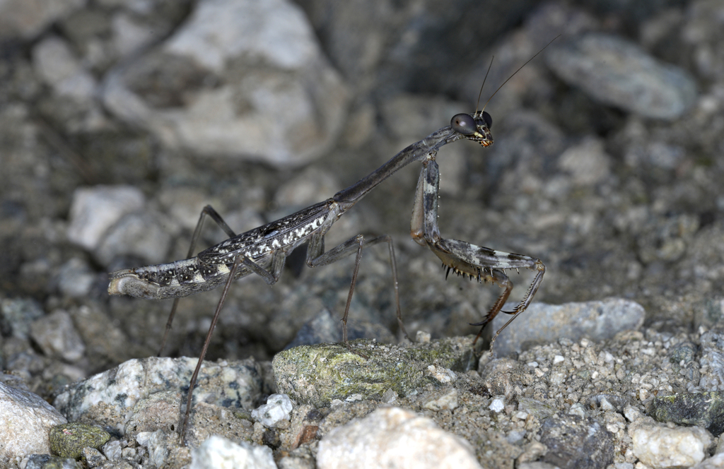 California Mantis in September 2025 by mikeburchett · iNaturalist