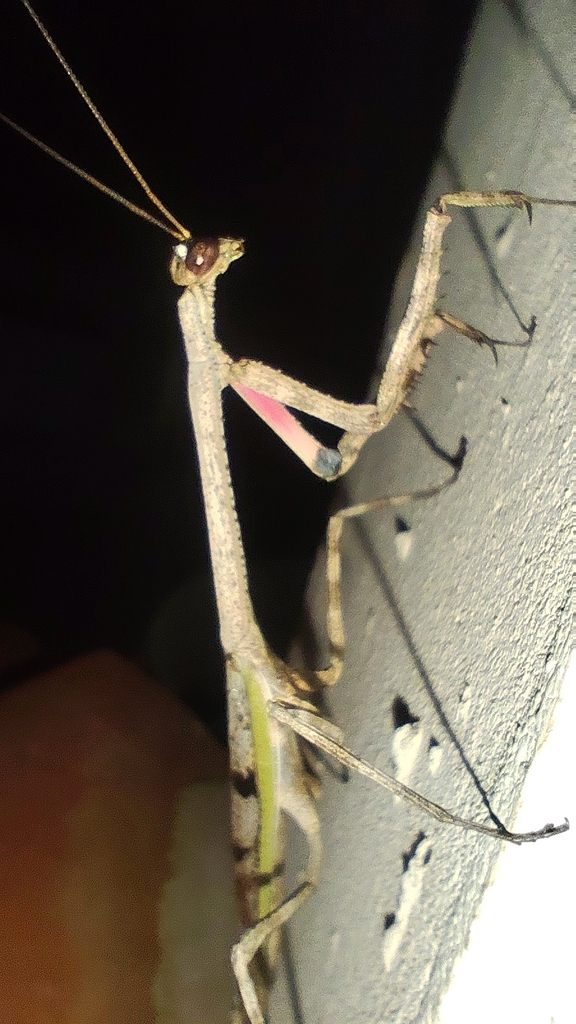 Pseudovates iheringi from Pedreira, SP, 13920-000, Brasil on February ...