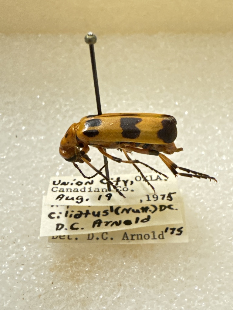 Pyrota concinna from Union City, OK, US on August 19, 1975 at 05:31 PM ...