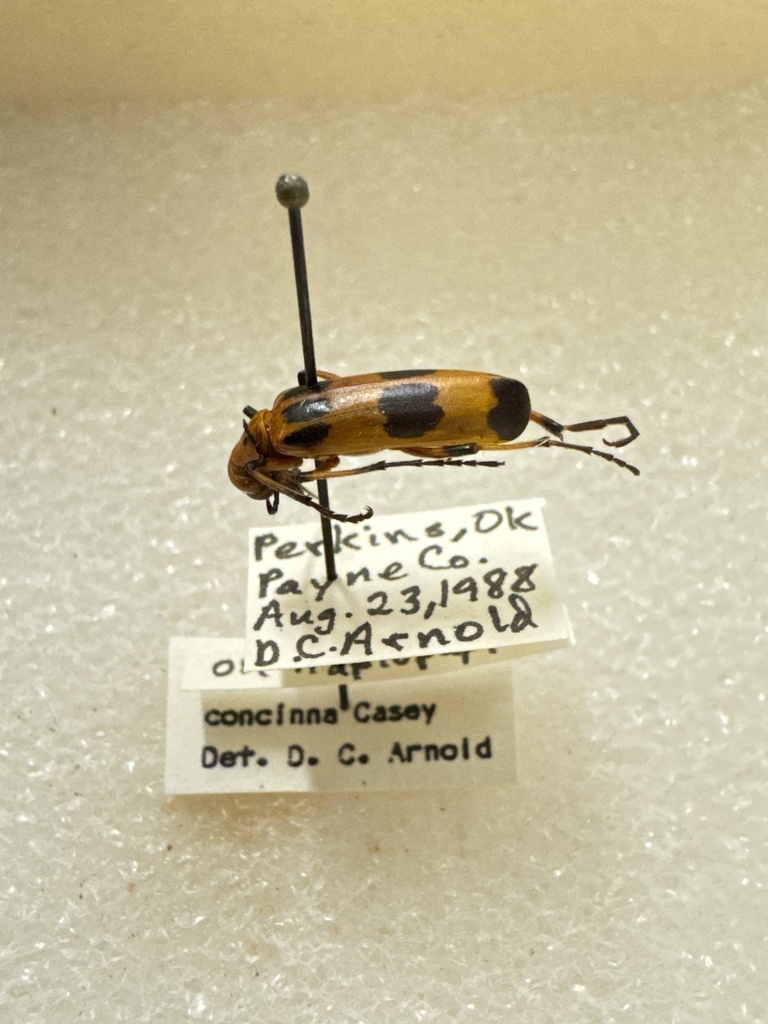 Pyrota concinna from Kinder Ct, Perkins, OK, US on August 23, 1988 at ...