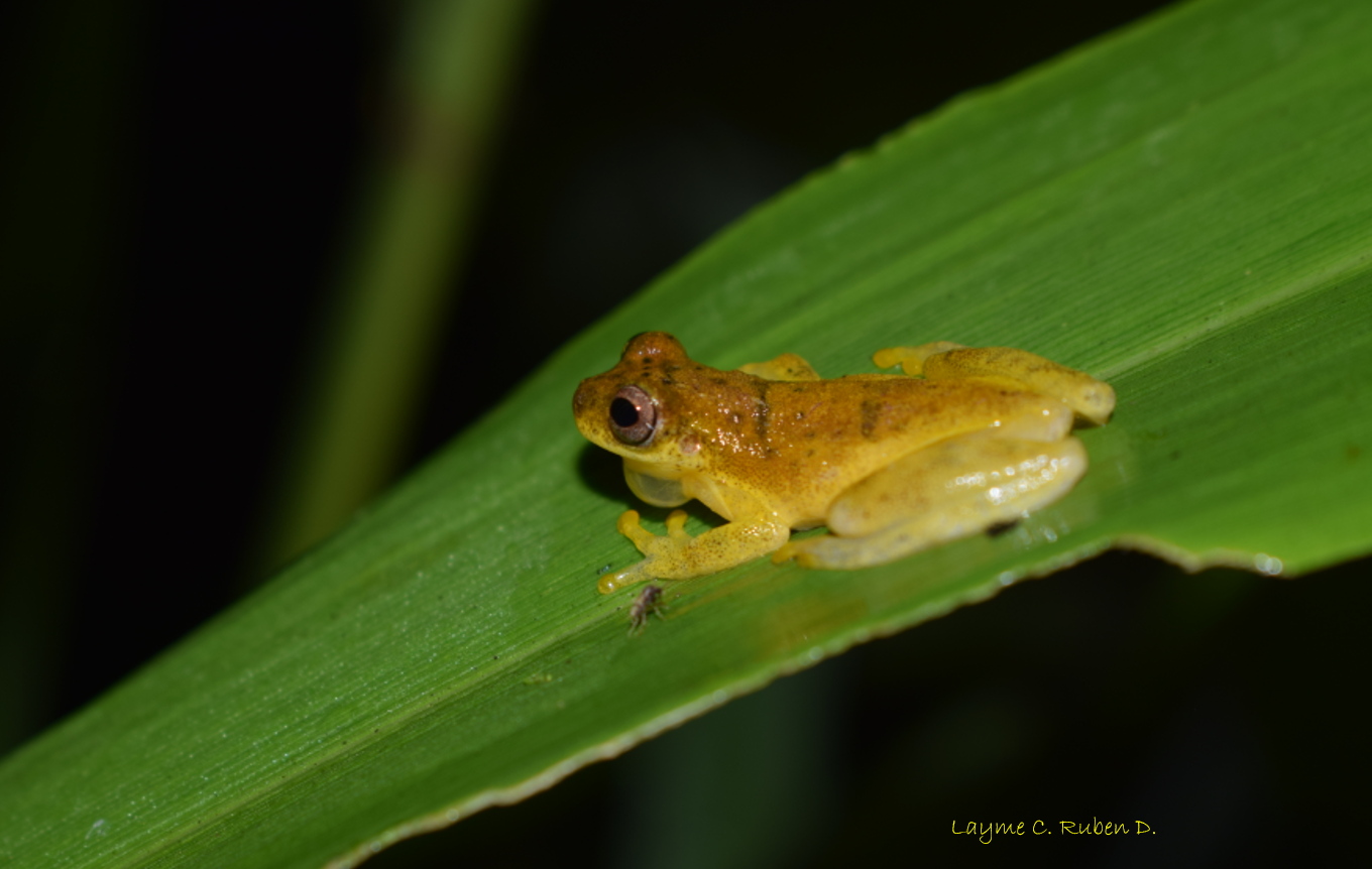 Dendropsophus leali (Bokermann, 1964)