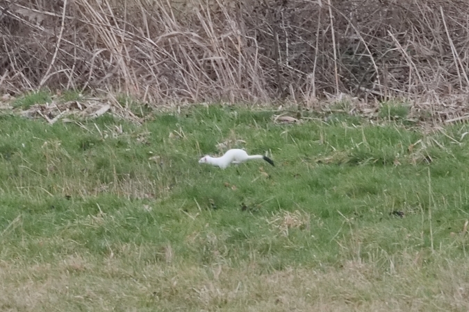 Eurasian Stoat from 37130 Gleichen, Deutschland on February 16, 2020 at ...