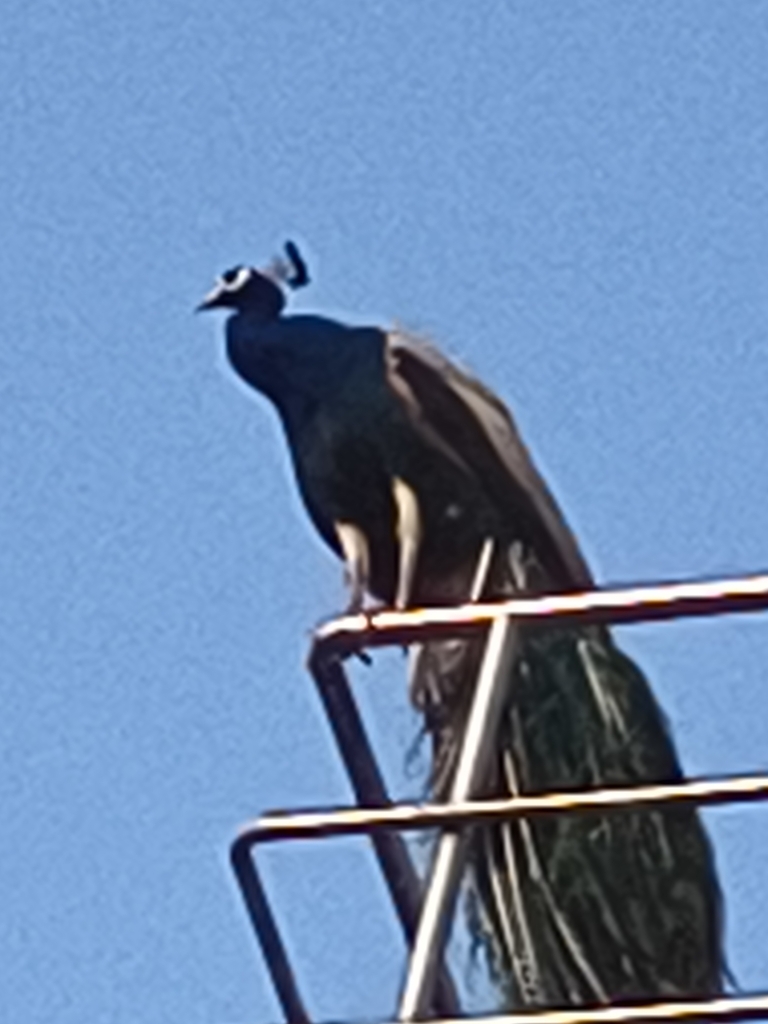 Indian Peafowl from CH74+X79, Azmath Nagar, Uppal, Hyderabad, Telangana ...