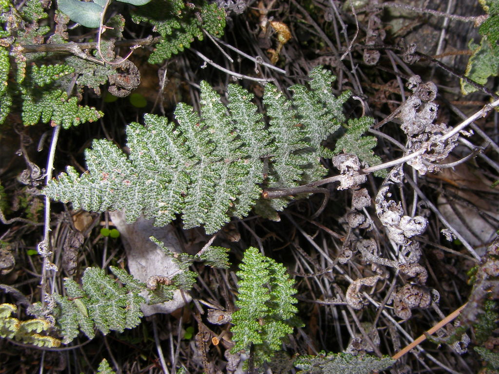 Cheilanthes lindheimeri (Ferns of Chiricahua National Monument ...