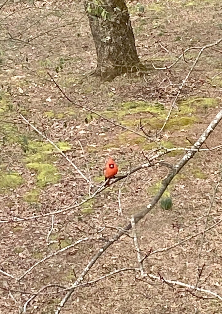 Northern Cardinal in February 2020 by Allison Ferris · iNaturalist