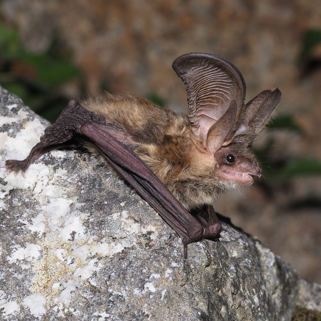 Grey Long-eared Bat (Plecotus austriacus) - Know Your Mammals