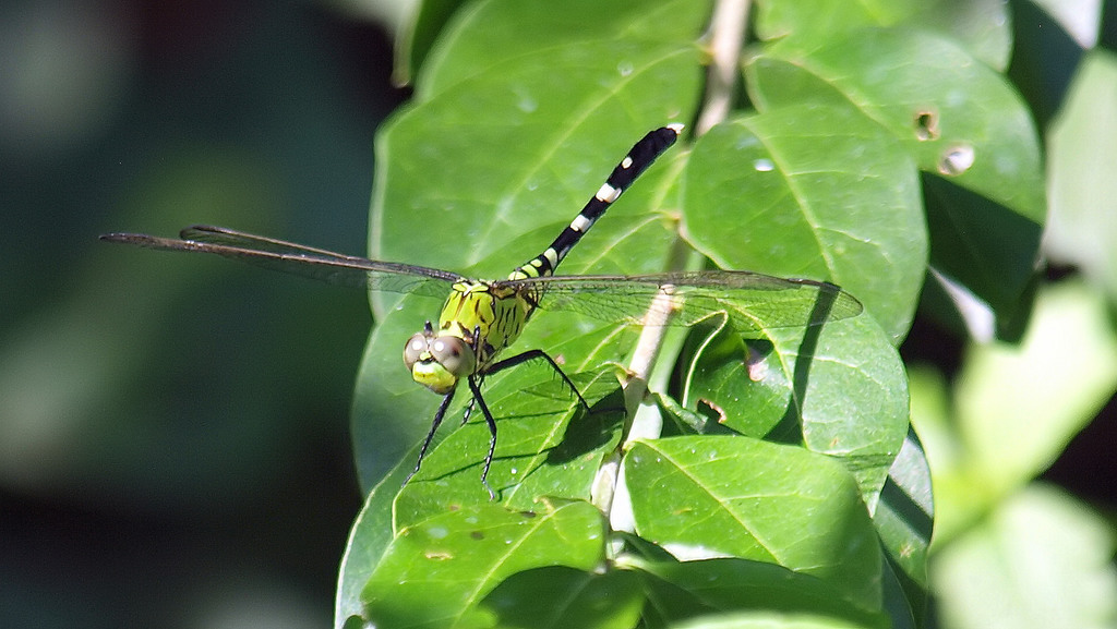 Eastern Pondhawk from Dallas, TX, USA on June 30, 2016 at 10:06 AM by ...