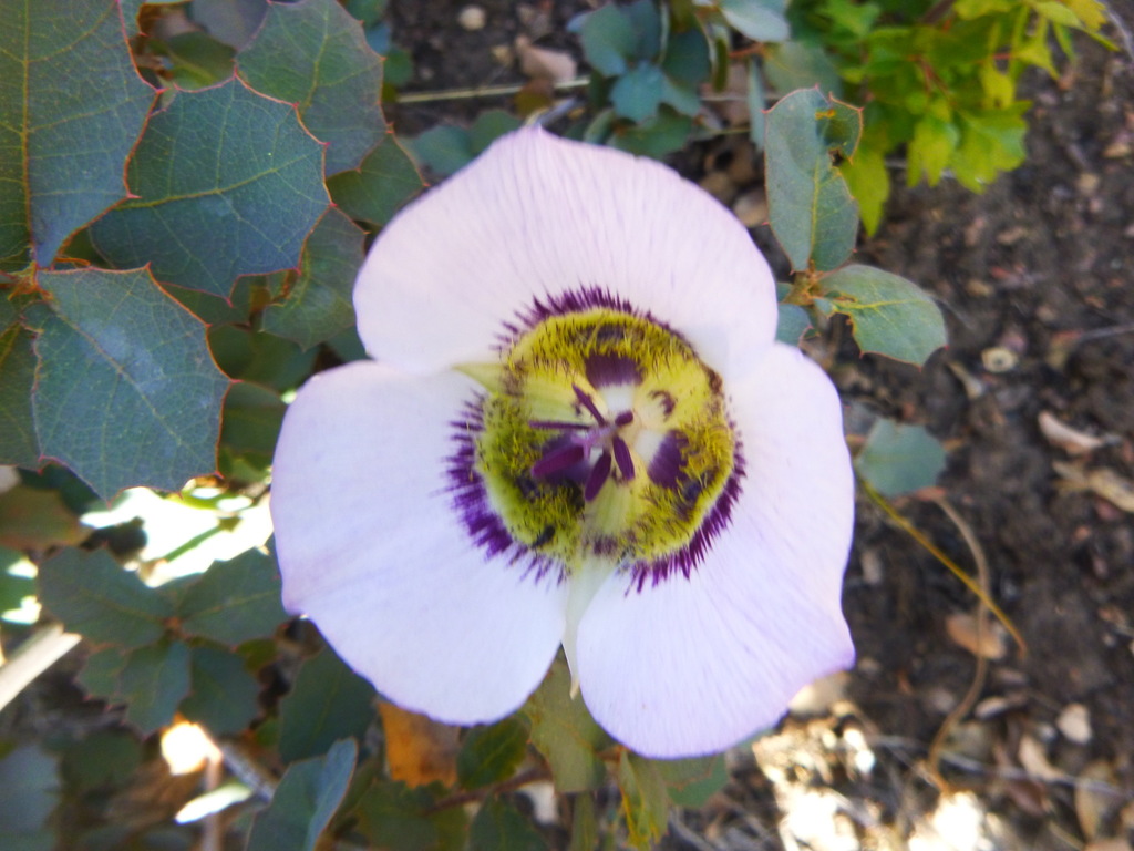 Arizona mariposa lily from Gila County, AZ, USA on May 04, 2019 at 09: ...