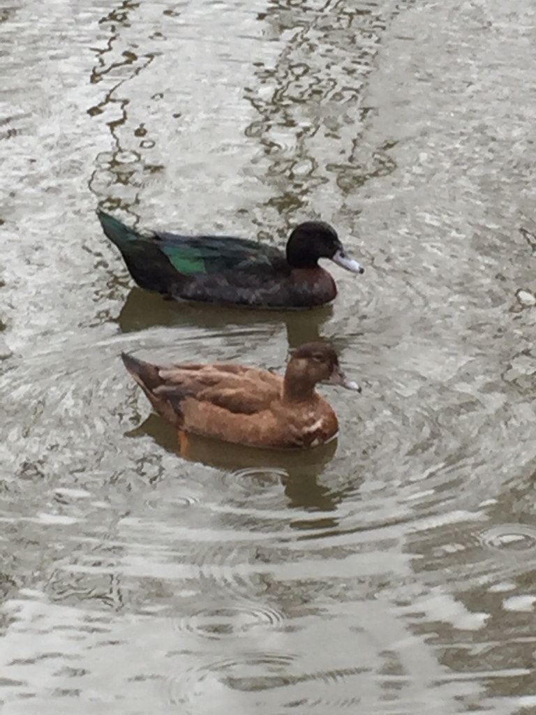 Ducks, Geese, and Swans from Wire Mill Dam, Sheffield, England, GB on ...