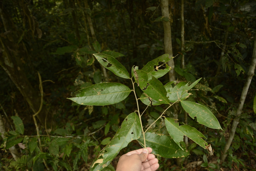 (Vatica lanceaefolia) - Botanical Realm