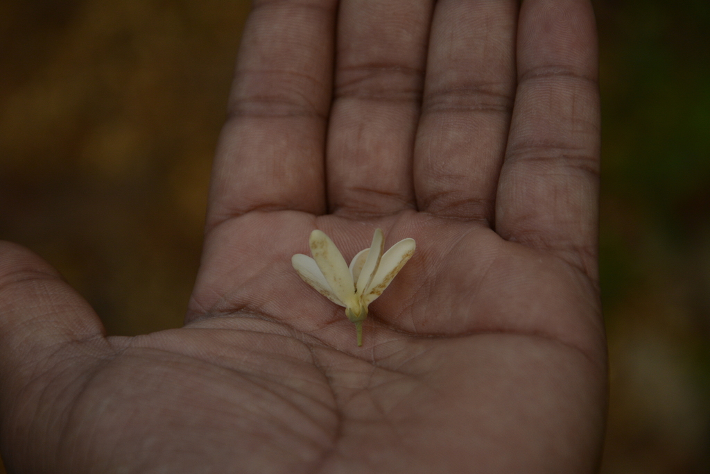 (Vatica lanceaefolia) - Botanical Realm
