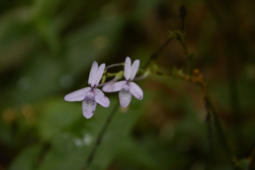 Broad-Leaf False Eranthemum (Pseuderanthemum latifolium) · iNaturalist