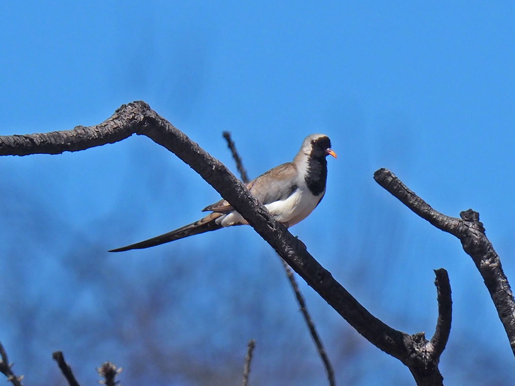 Mainland Namaqua Dove from Drie Kuilen Nature Reserve, Western Cape ...