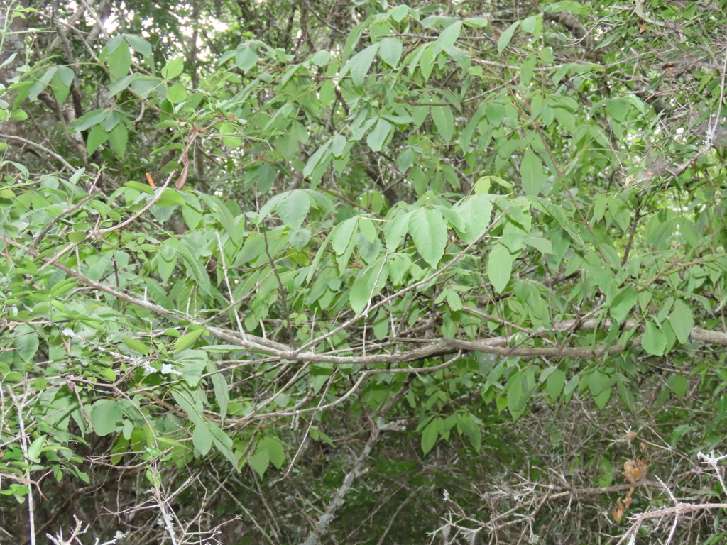Large-Fruited Vitex (Vitex ferruginea) - Botanical Realm