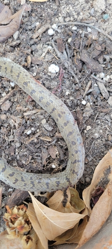 Hooknose Snakes (Ficimia) - Snakes and Lizards
