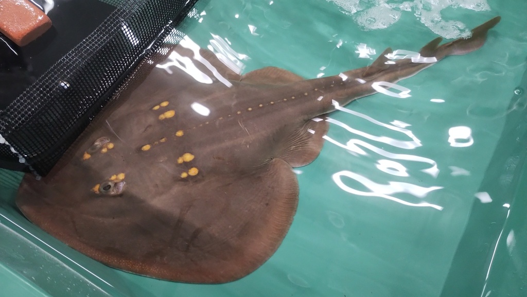 Yellow-spotted Fanray in October 2025 by holyel · iNaturalist