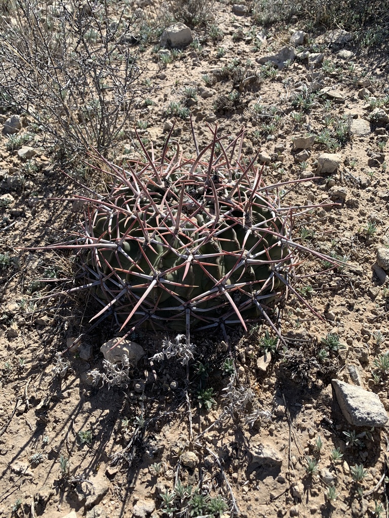 Horse Crippler Cactus from W Brantley Lake Rd, Carlsbad, NM, US on ...