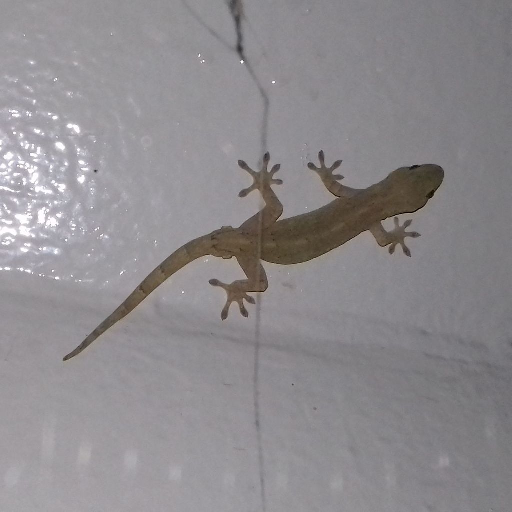 Japanese Giant Gecko from Saeki Ward, Hiroshima, Japan on August 10 ...