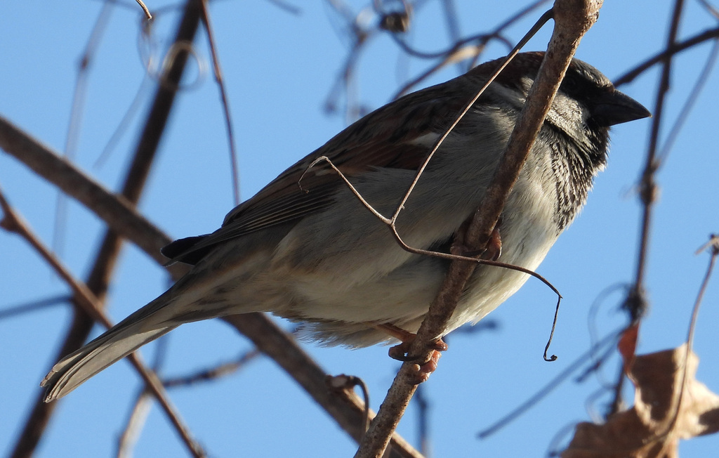 House Sparrow from Riderwood Village, Gracefield Road, Silver Spring ...
