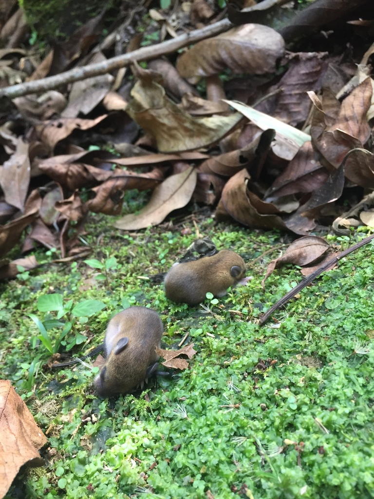 Slender Opossums from Pereira, Risaralda, CO on February 15, 2020 at 10 ...