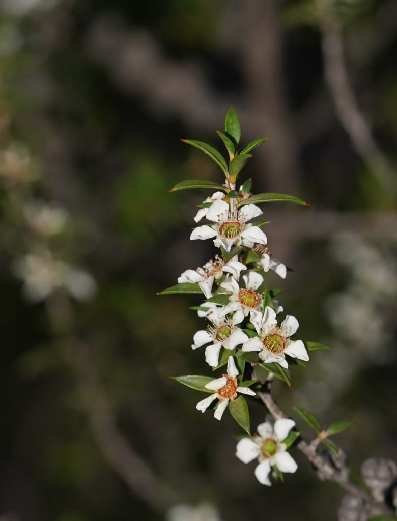 prickly tea-tree from Ferguson's, Rocklands VIC 3401, Australia on ...