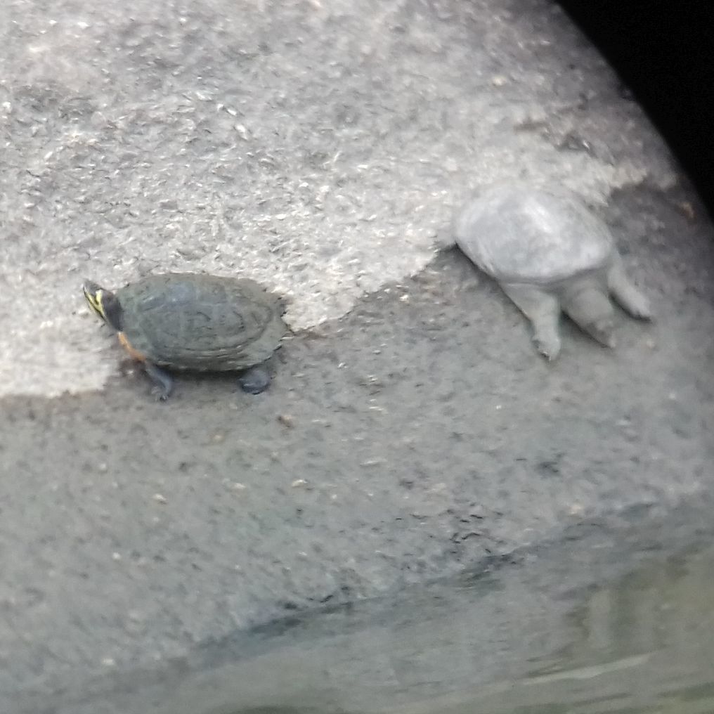 Amur Softshell Turtle from Dongjak-gu, Seoul, South Korea on July 30 ...