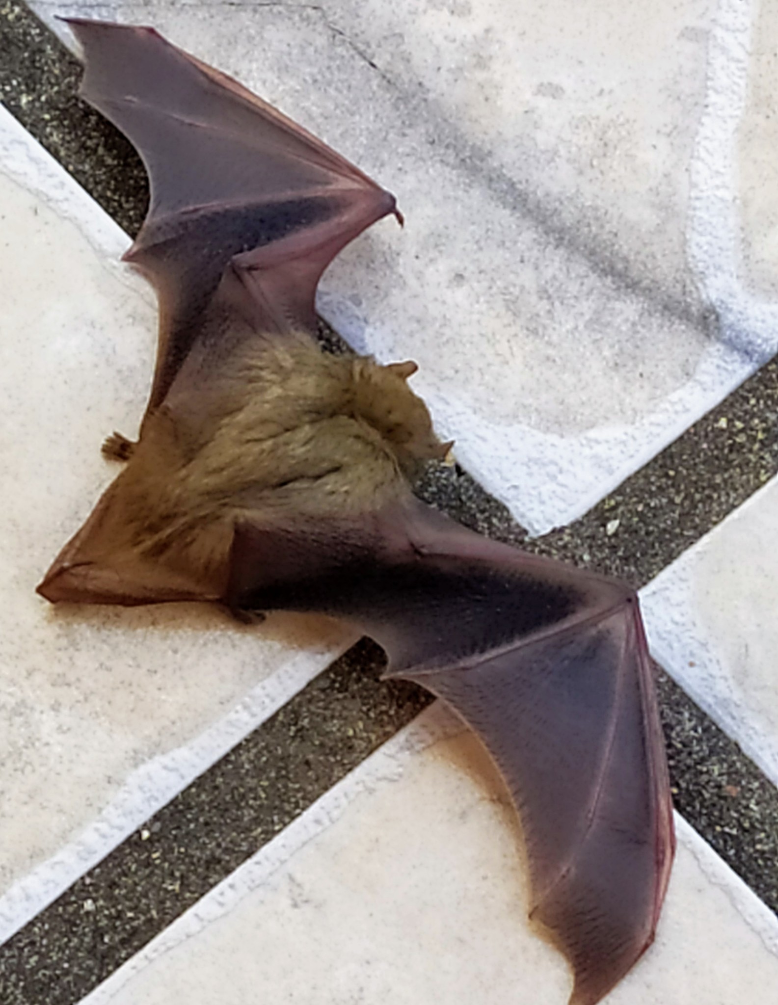 Lasiurus ega (Gervais, 1856)