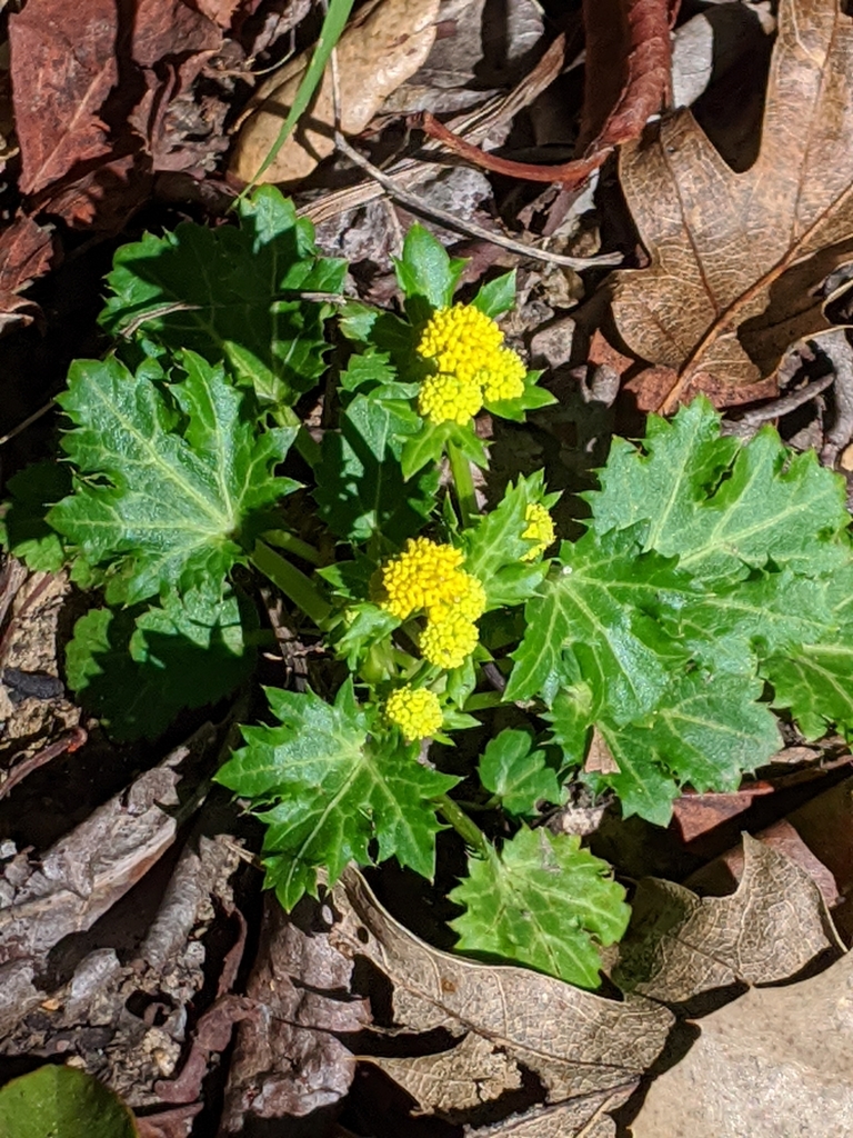 Pacific Sanicle (Grassroots Ecology LGBTQ Wildflower Walk ...