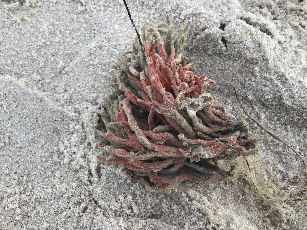 Red Beard Sponge from Lewes, DE, US on February 16, 2020 at 03:54 PM by ...