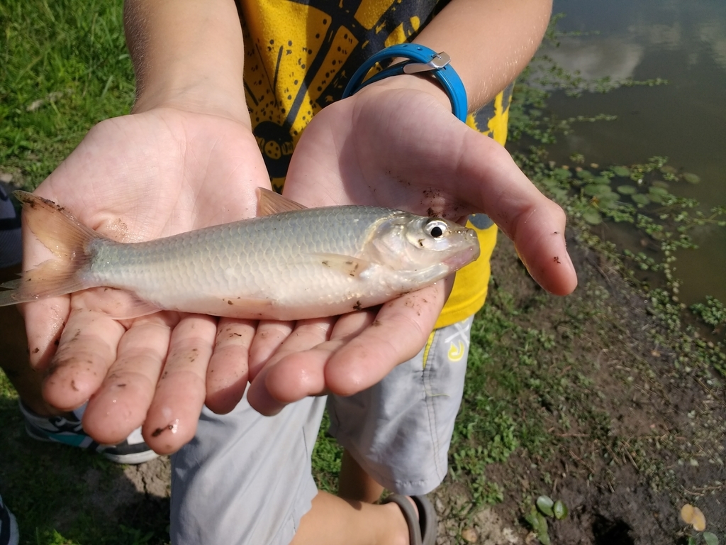 Cyphocharax voga from Monte, AR-BA, AR on February 16, 2020 at 04:02 PM ...