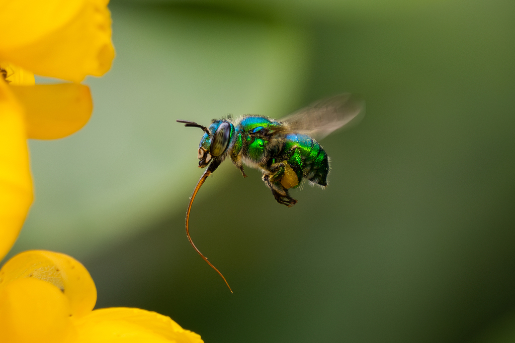 Typical Orchid Bees from Conkal, Yuc., México on December 11, 2025 at ...