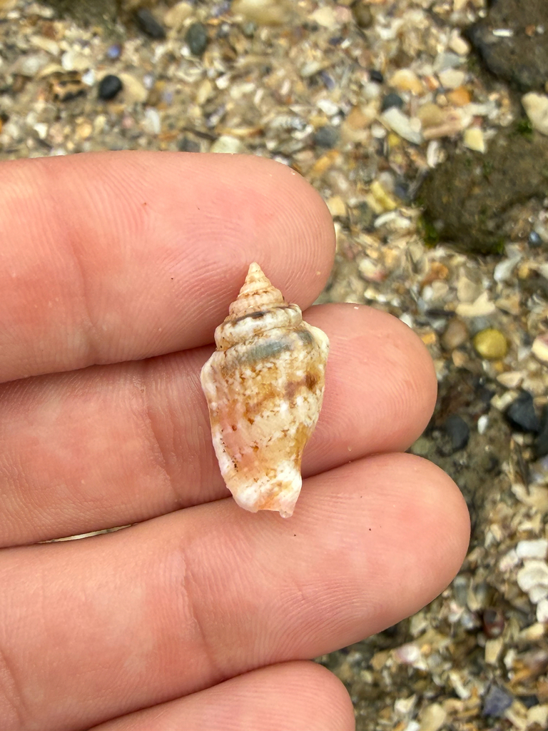 Variable Stromb from Woody Head, NSW, AU on February 15, 2026 at 01:47 ...