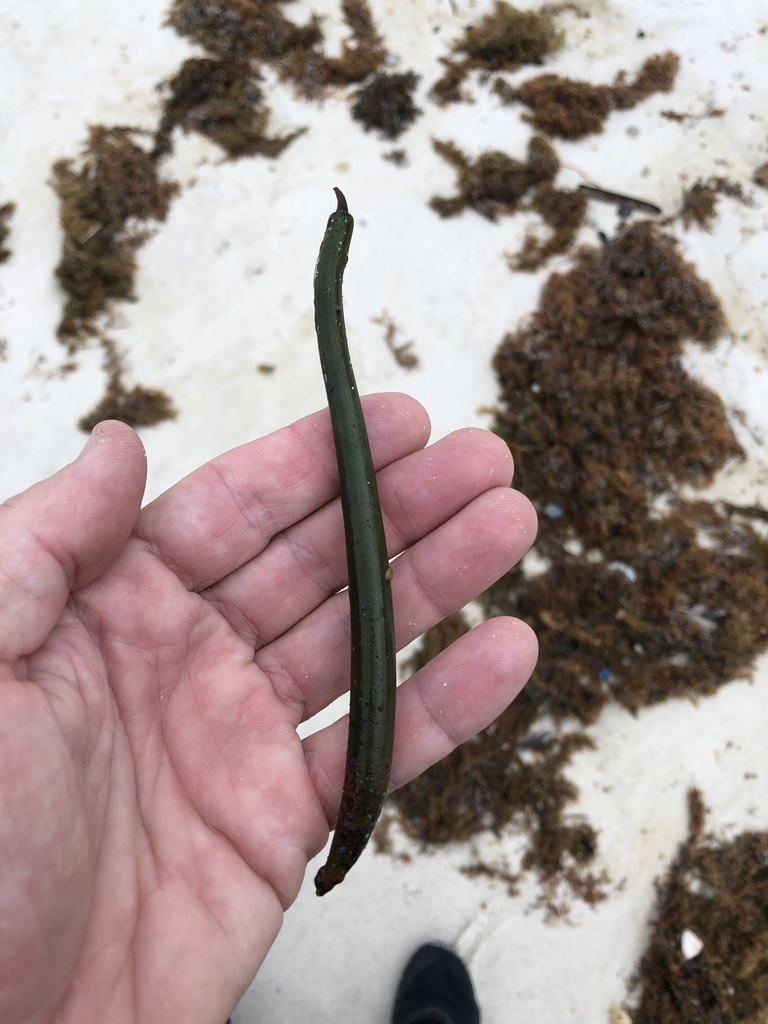 red mangrove from Atlantic Ocean, AL, US on February 16, 2020 at 03:32 ...