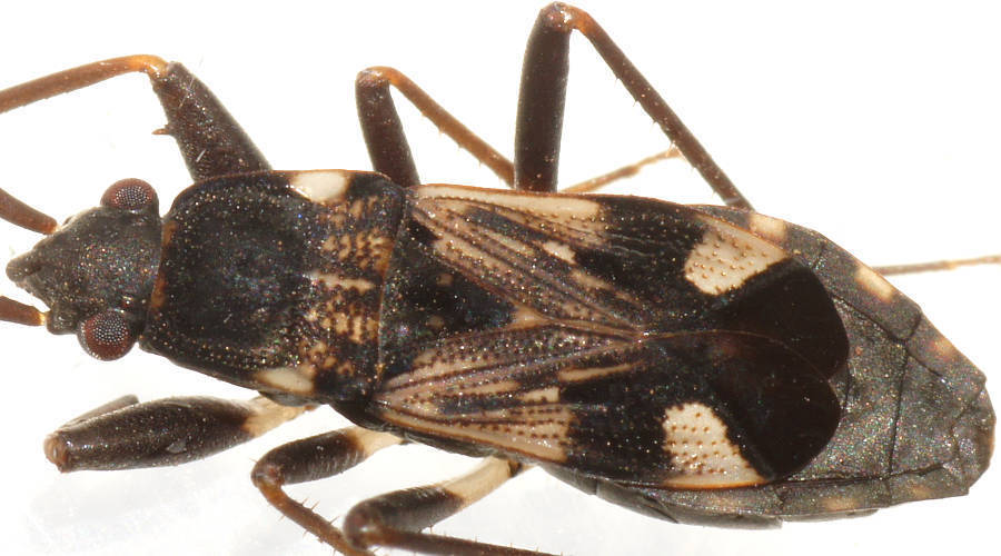 Black and White Seed Bug from Swan Reach SA 5354, Australia on November ...