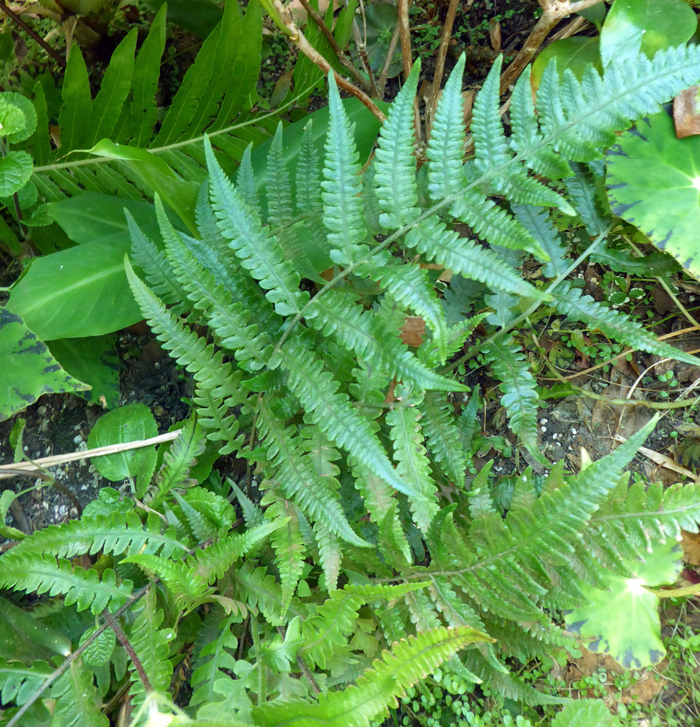 Deparia petersenii (Madeira Pflanzen eingeführte Arten) · iNaturalist