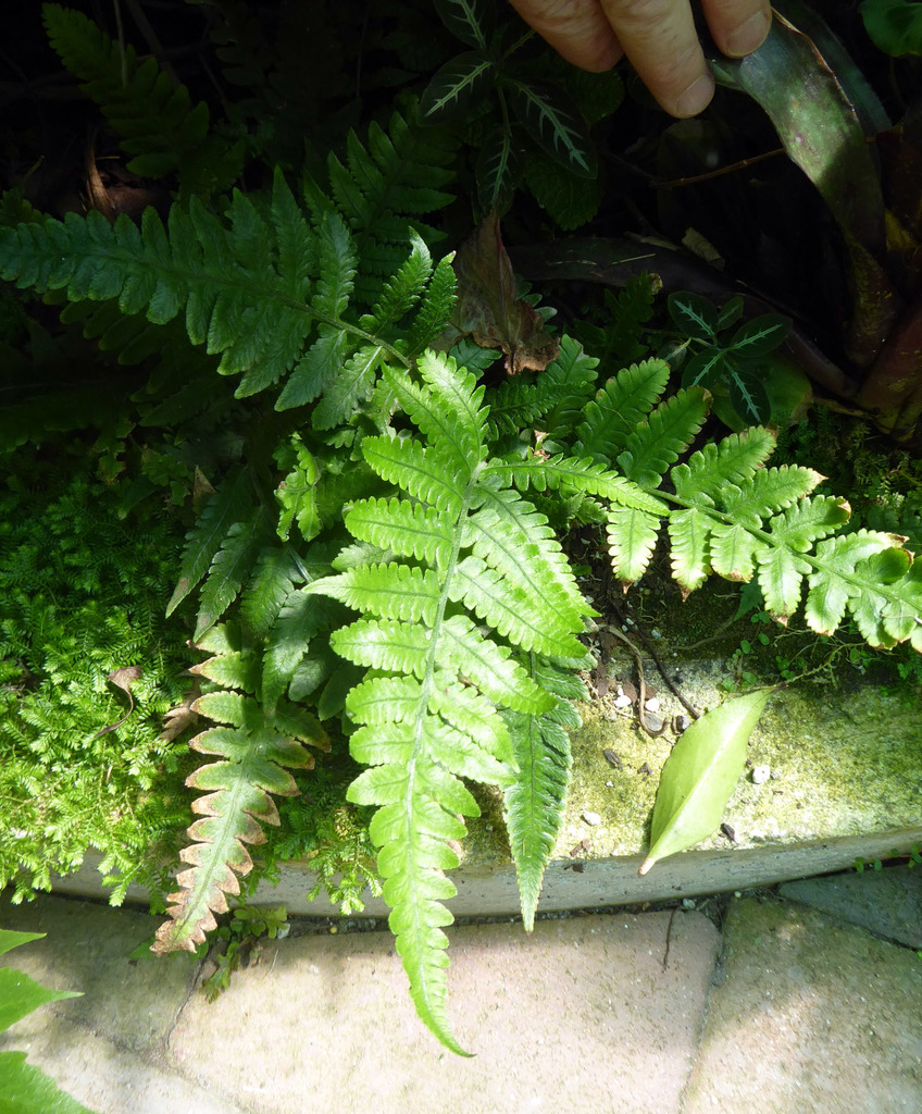 Deparia petersenii (Madeira Pflanzen eingeführte Arten) · iNaturalist