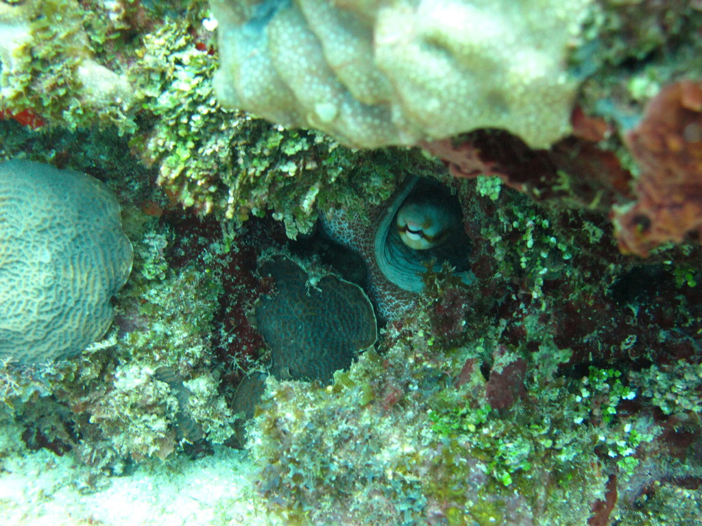 Brazilian Reef Octopus from Utila, Honduras on March 03, 2010 at 12:34 ...