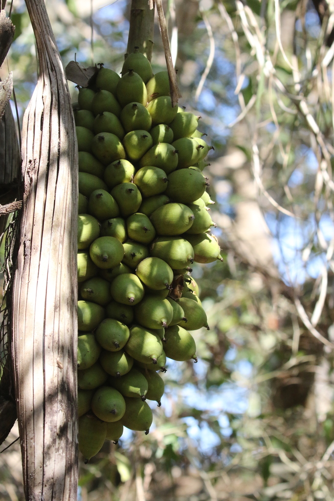 Acuri Palm from Poconé - State of Mato Grosso, 78175-000, Brazil on ...
