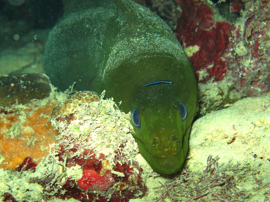 Caribbean Neon Goby in March 2010 by Ryne Rutherford. on eels head · iNaturalist