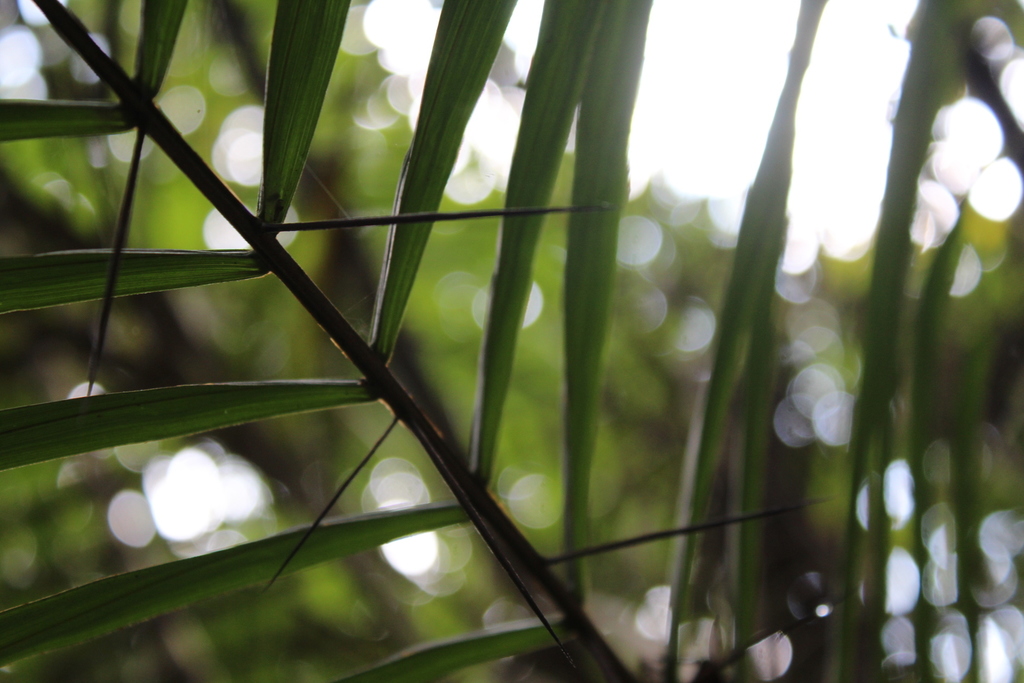 Bactris balanoidea from Jonuta, Tab., México on January 30, 2017 at 12: ...