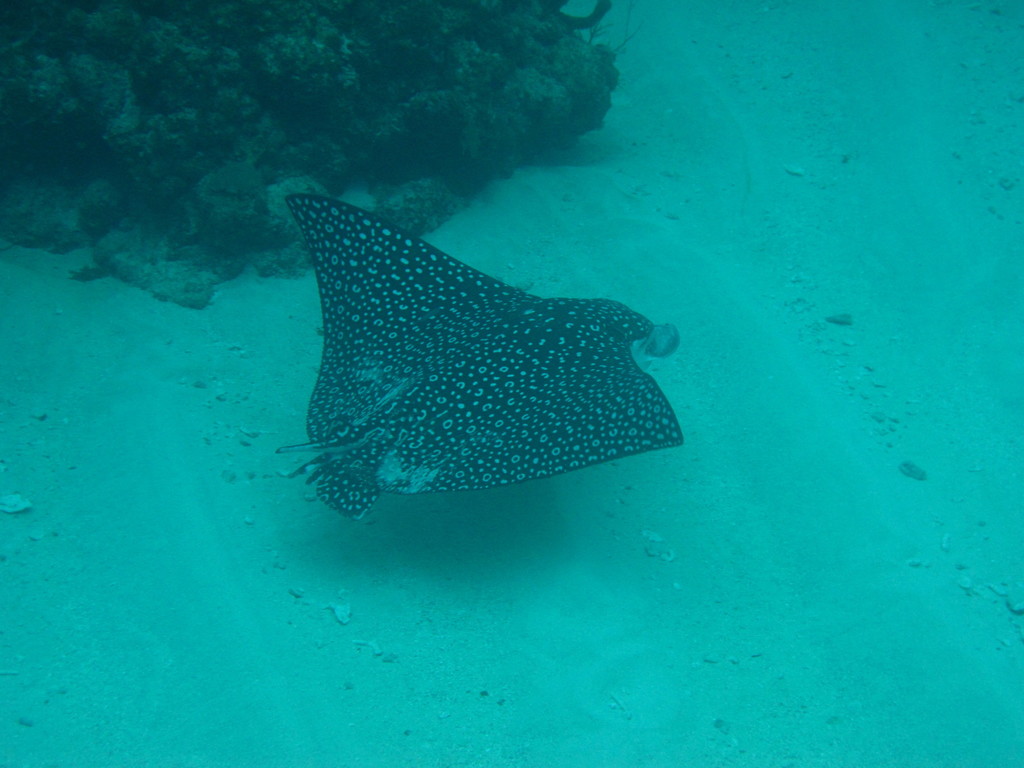 Spotted Eagle Ray in February 2010 by Ryne Rutherford · iNaturalist