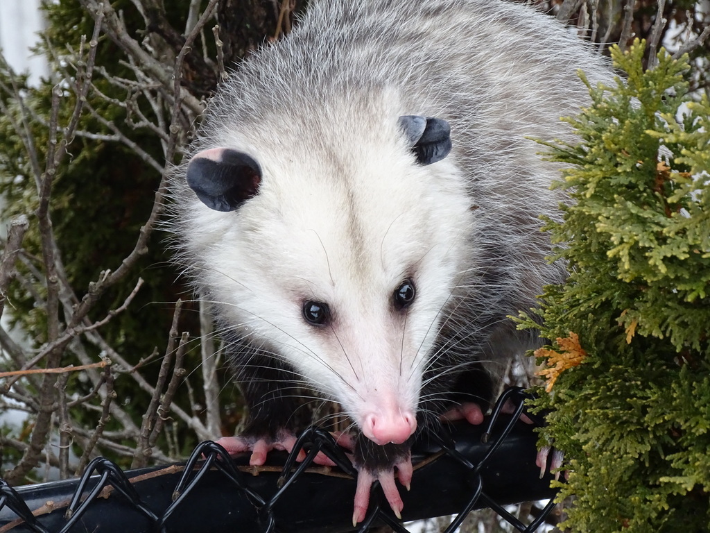 Virginia Opossum from Mississauga, ON, Canada on February 10, 2020 at ...