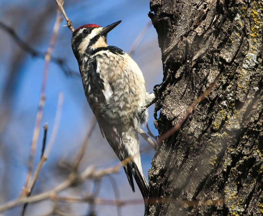Yellow-bellied Sapsucker from San Angelo, TX, USA on February 16, 2020 ...